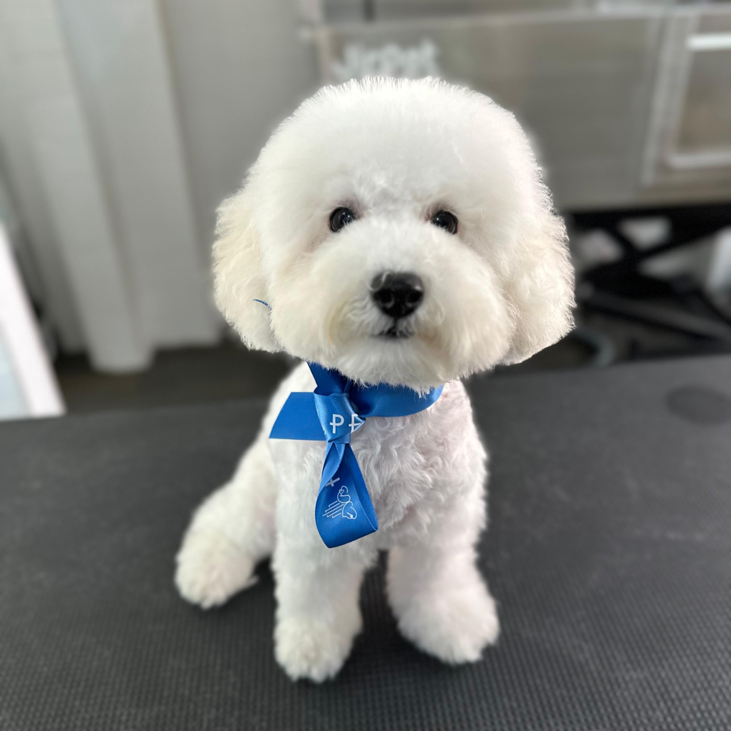 HK Grooming & Spa – Petizen